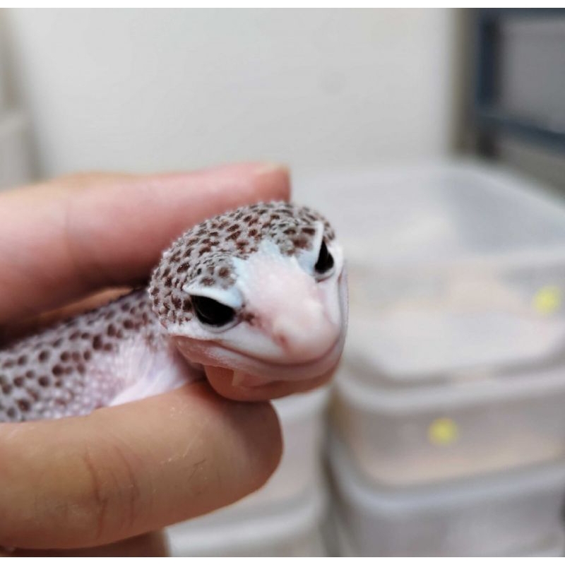 Jual Leopard gecko Pied minus ekor (Free Kalsium dan dubia) | Shopee ...