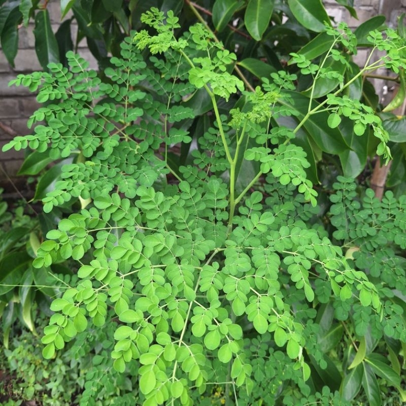 Jual Daun Kelor Segar, Kelor Fresh, Sayur Kelor | Shopee Indonesia