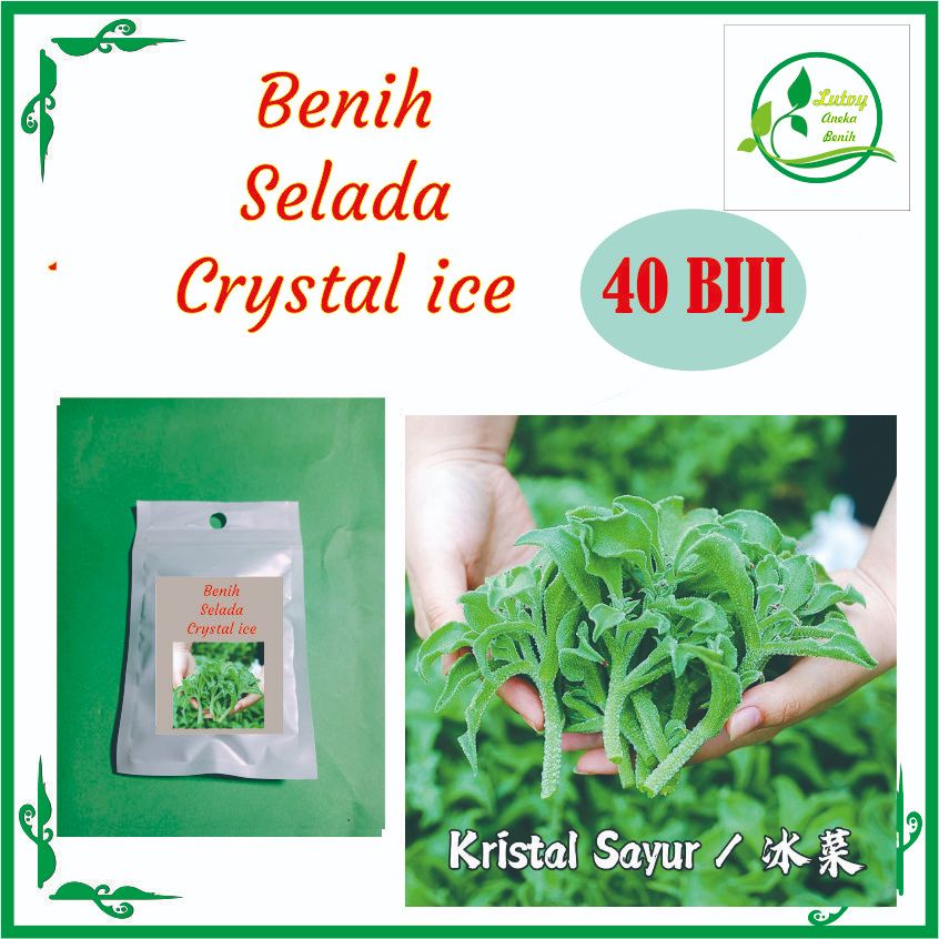 Jual BENIH SELADA CRYSTAL ICE ISI 40 BIJI | Shopee Indonesia