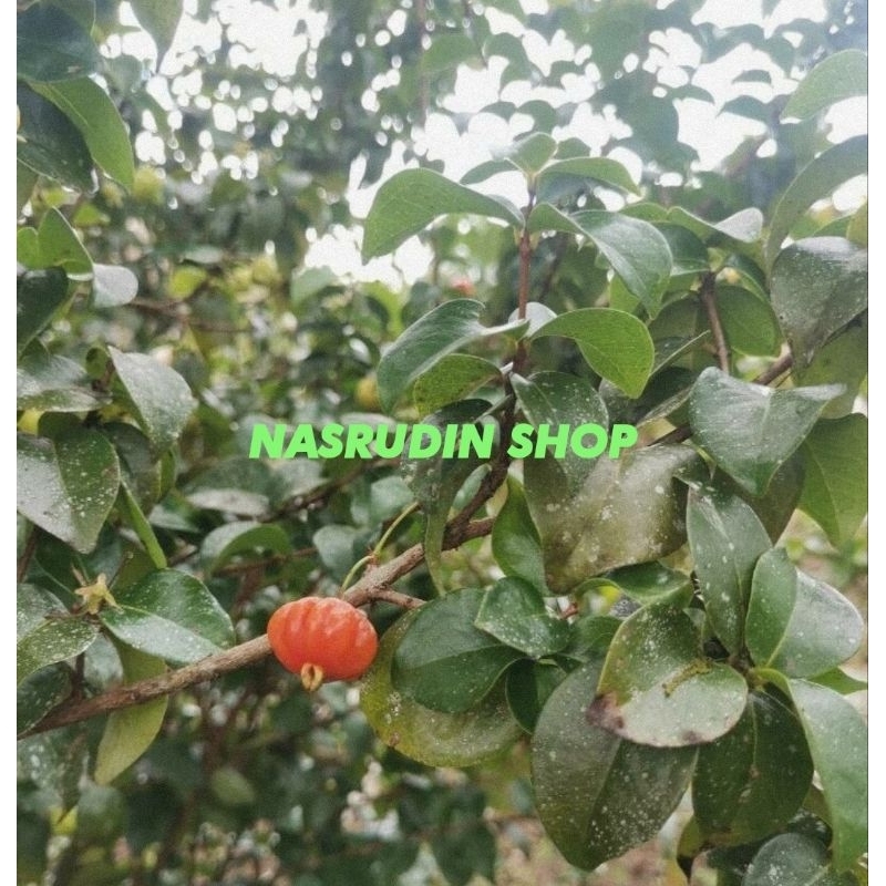 Jual DAUN CEREMAI BELANDA 300 LEMBAR SEGAR LANGSUNG PETIK / DAUN CREMAI ...
