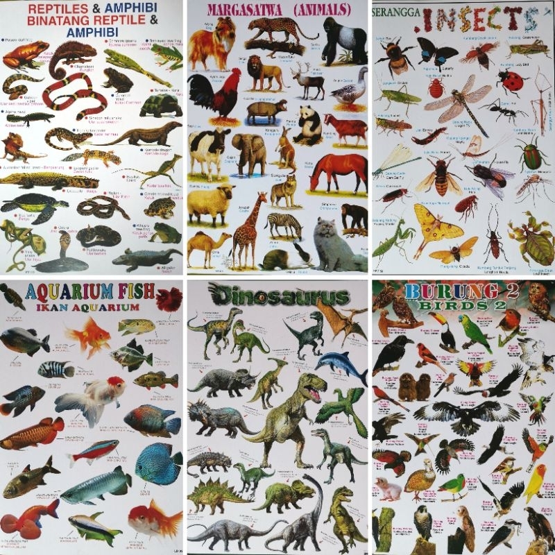 Jual Paket 6 Poster Edukasi / Hewan / Burung / Ikan / Serangga ...