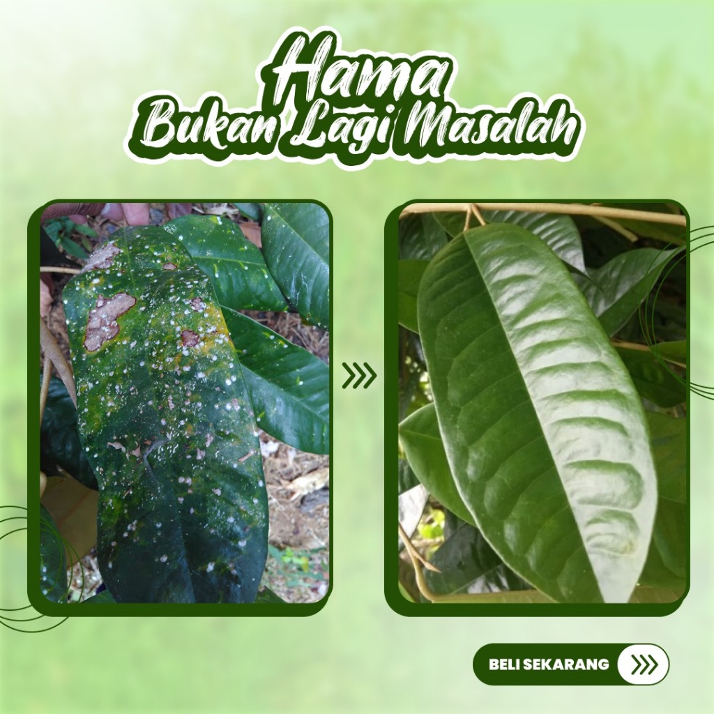 Jual Zat Pengusir Hama Daun Durian Ampuh, dan Berkualitas Tinggi ...