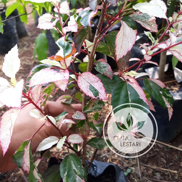 Jual ART D36H Bibit Bunga Sepatu Variegata Pohon Kembang Sepatu ...