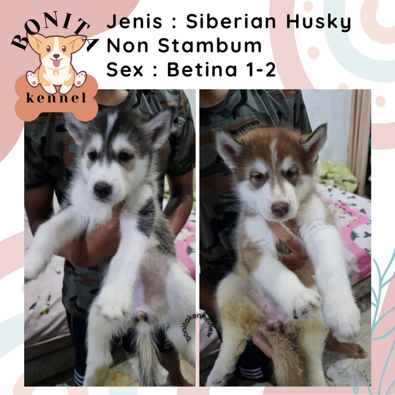 Jual Siberian Husky Non Stambum Anak Anjing Husky Jantan Betina ...