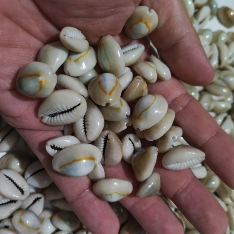 Jual Biji Congklak Kerang asli kuwuk ABU isi 100gr/40-60pcs | Shopee ...