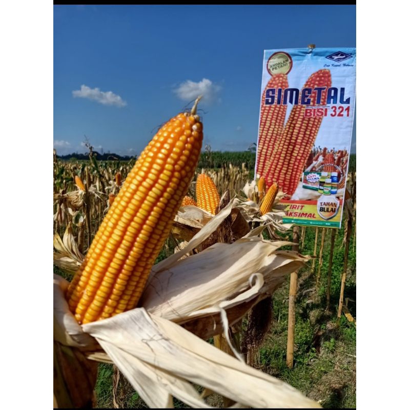 Jual benih jagung hibrida PT. BISI INTERNASIONAL cap kapal terbang ...