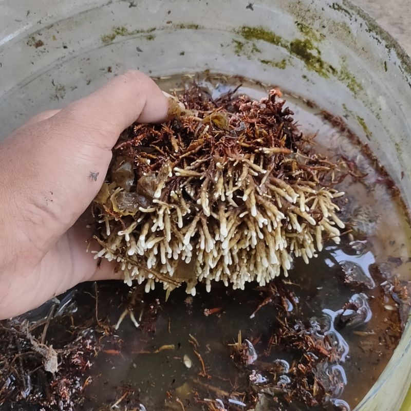 Jual Jakaba pupuk organik | Shopee Indonesia
