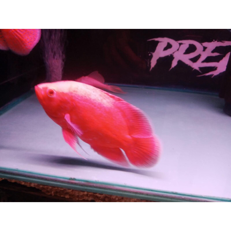 Jual IKAN OSCAR MERAH, NEMO, TIGER | Shopee Indonesia