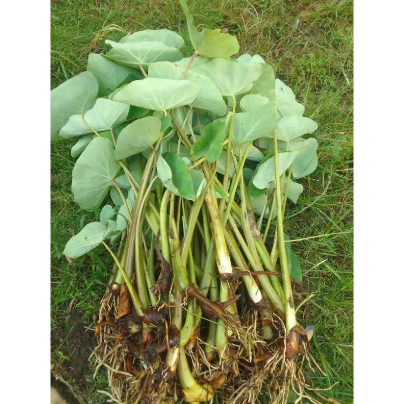 Jual PAKET 100 BATANG BIBIT TALAS BENTUL BOGOR (KETAN WANGI) | Shopee ...