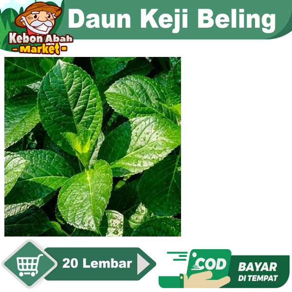 Jual Daun Keji Beling 20 Lembar Segar Petik Dadakan Obat Herbal ...