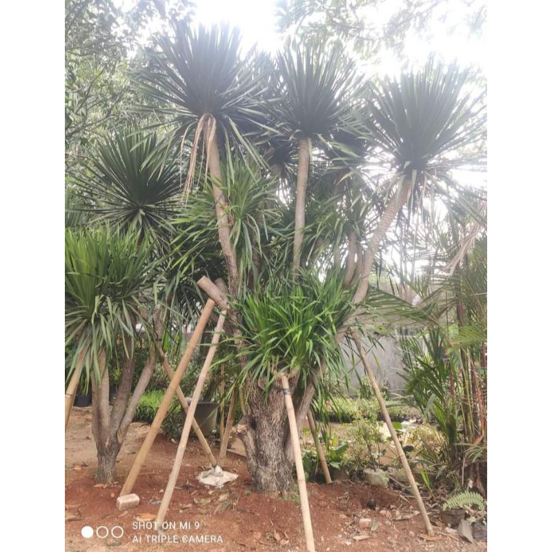 Jual pohon pandan Bali 3-4 meter cabang 4 tanaman peneduh cantik pandan ...