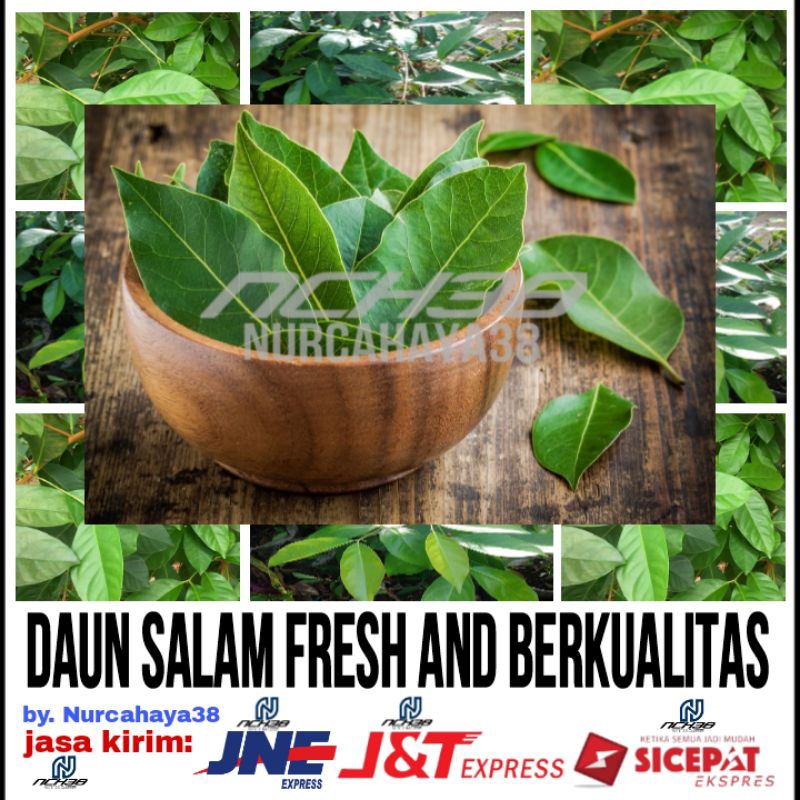 Jual Daun salam fresh | Daun salam fresh Per pack | Shopee Indonesia