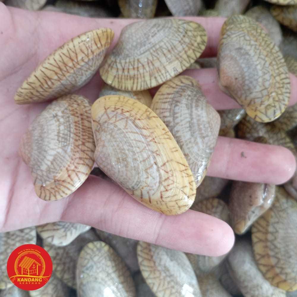 Jual Kerang Batik Fresh Frozen 1Kg | Shopee Indonesia