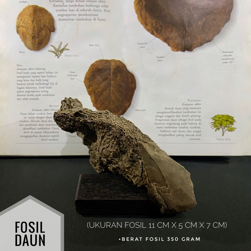 Jual Fosil Daun Paleozoic Natural E2 atau Bongkahan Fosil Daun Purba ...