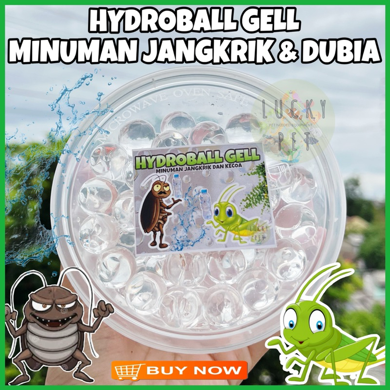 Jual MINUMAN SERANGGA KECOA DUBIA JANGKRIK PAKAN GECKO MADAGASKAR TURKISH HYDROBALL GELL MEDIA ...