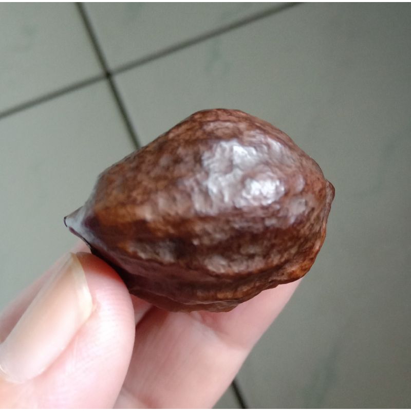 Jual Kemiri Adu Muncang Adu Jayanti Dalima Urgen Matang | Shopee Indonesia