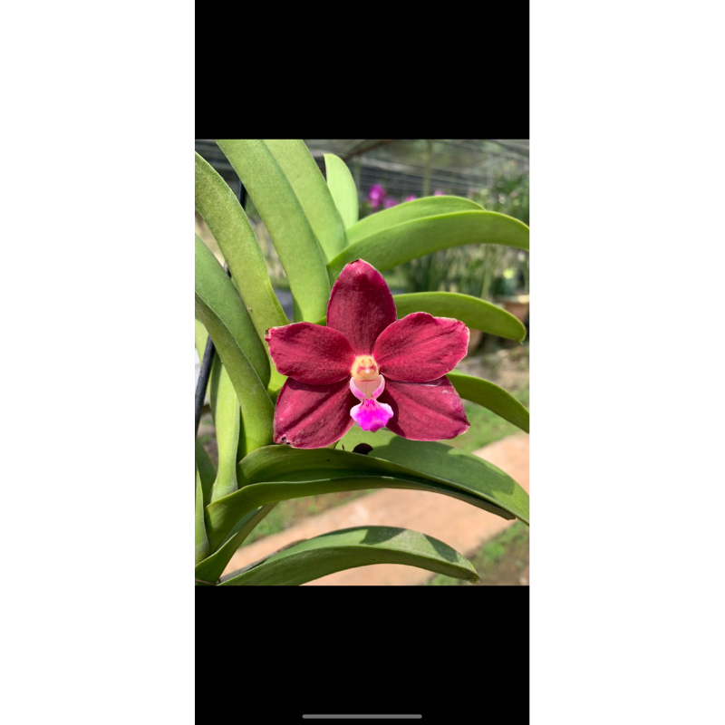 Jual VANDA SPESIES BRACHIATA X DR ANEX | Shopee Indonesia
