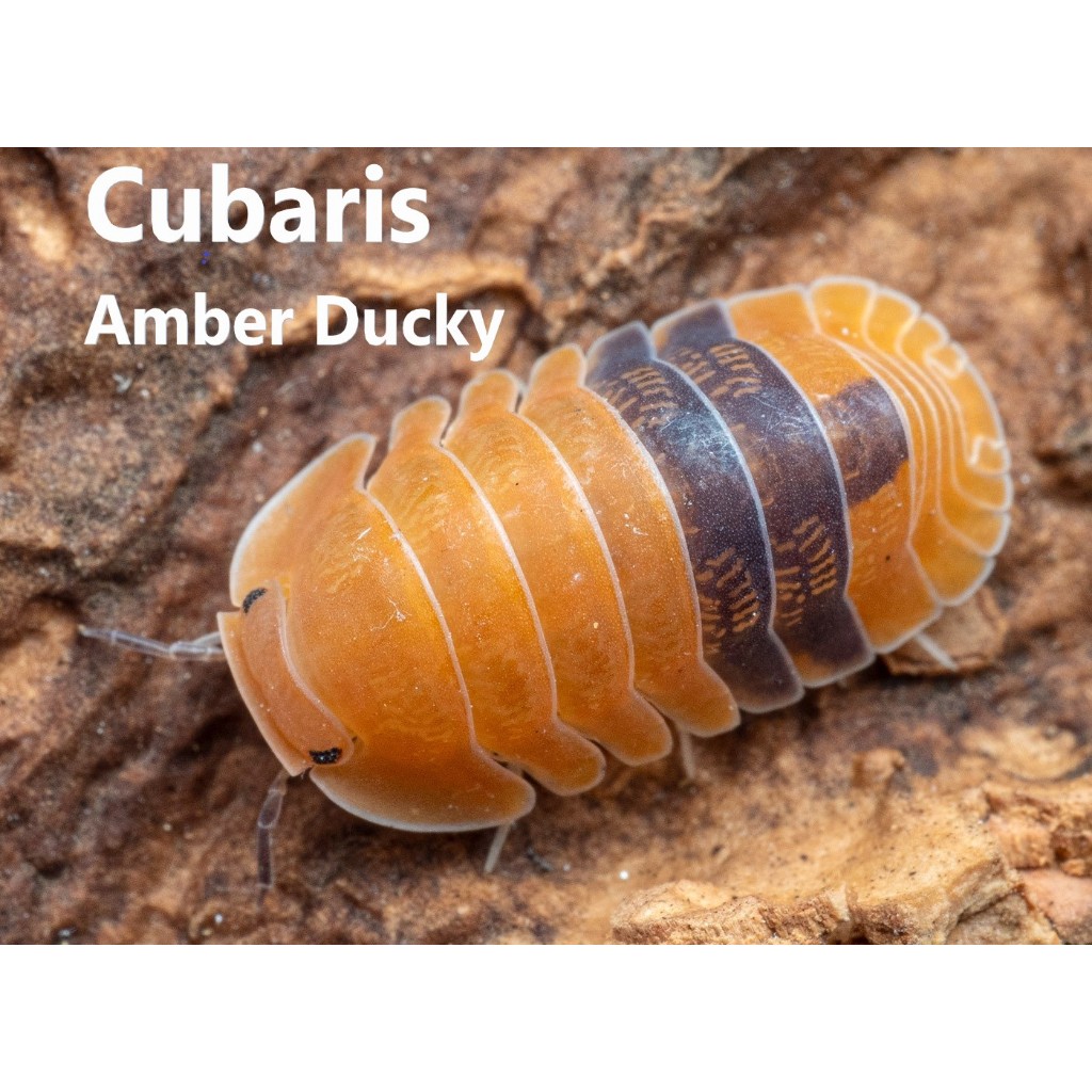 Jual ISOPOD CUBARIS SP AMBER DUCKY ISOPOD - ISOPODA DARAT UNTUK ...