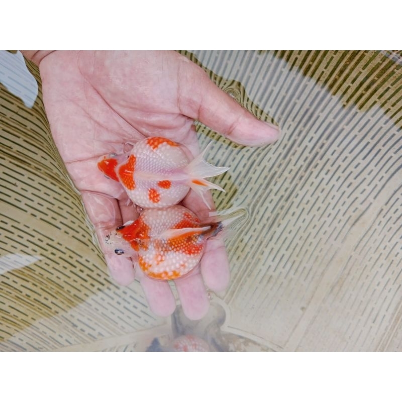 Jual Ikan Mas Koki Mutiara Tikus BIG | Shopee Indonesia