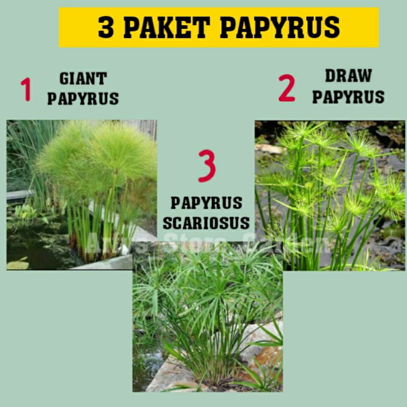 Jual Papyrus 3 Jenis , Giant Papyrus , Draw papyrus & Cyperus Papirus ...