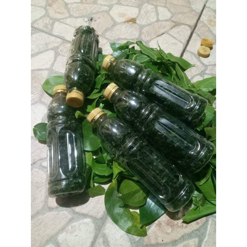 Jual daun bungkus ASLI BIAK PAPUA!!! | Shopee Indonesia