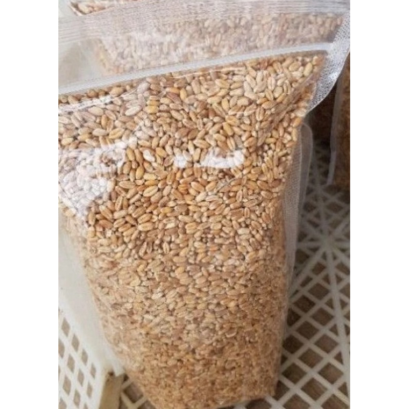Jual Biji gandum utuh 1 kg food grade | Shopee Indonesia