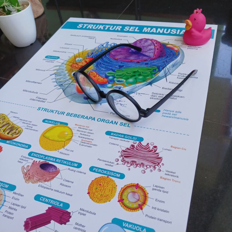 Jual Poster Anatomi Struktur Bagian Sel tumbuhan, sel hewan, sel ...