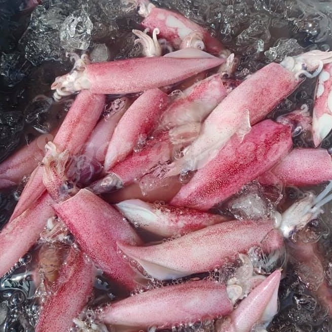 Jual Cumi Segar Cumi Merah Jumbo Fresh 1Kg | Shopee Indonesia