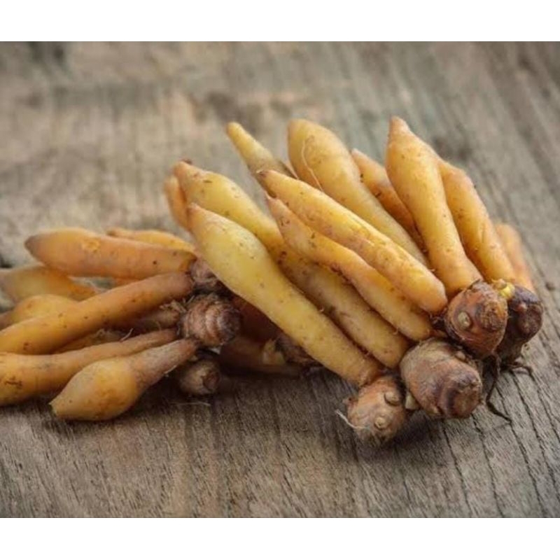 Jual temu kunci fress/temu kunci/temu kunci segar 1kg | Shopee Indonesia