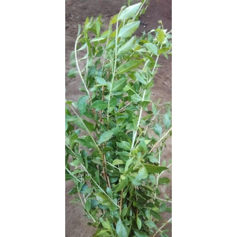 Jual daun hena 100gram | Shopee Indonesia