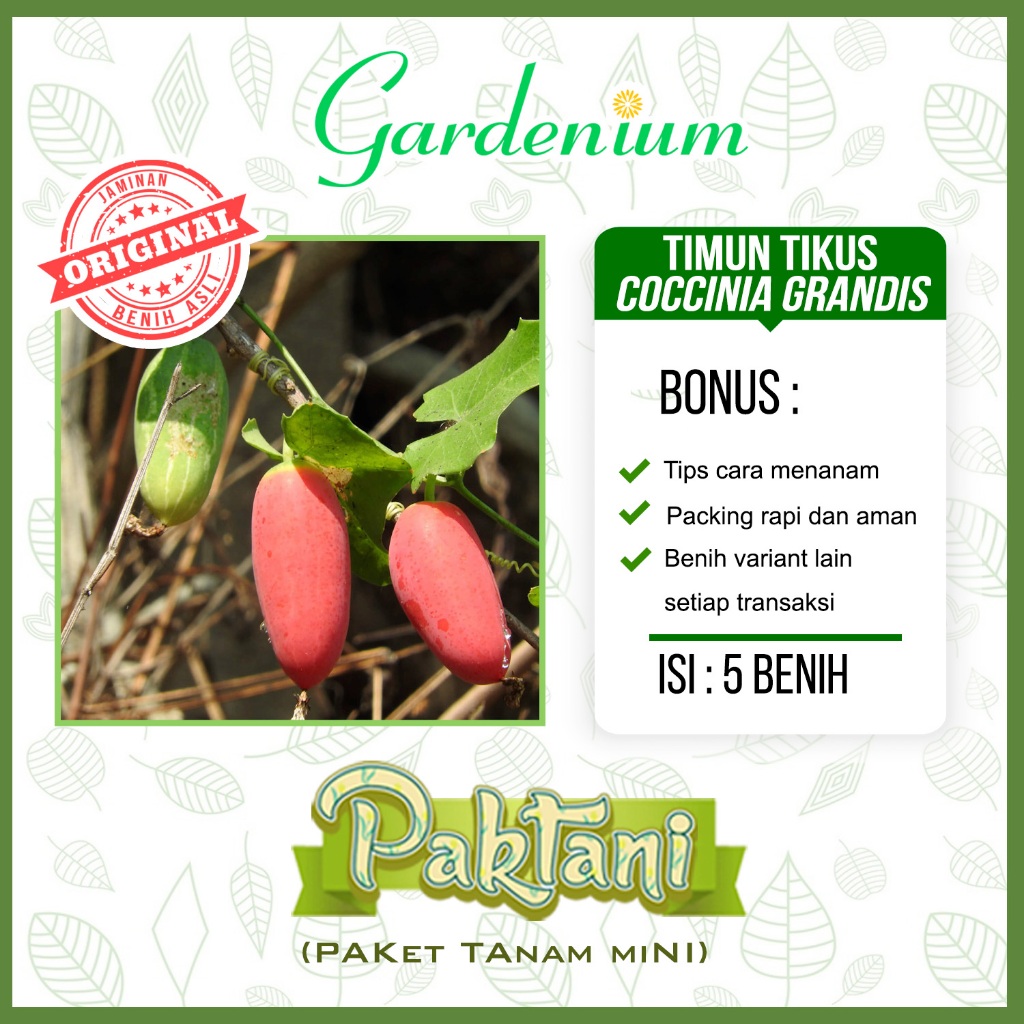 Jual 5 Benih Timun Tikus Timun Padang Coccinia Grandis Paktani | Shopee ...