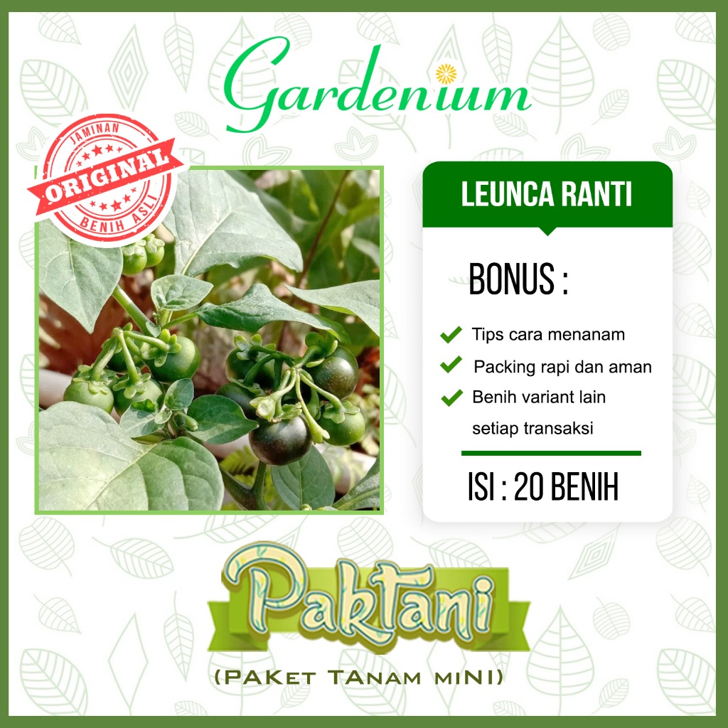 Jual 30 Benih Leunca Ranti Tanaman Sayuran Buah Unggul Paktani | Shopee ...