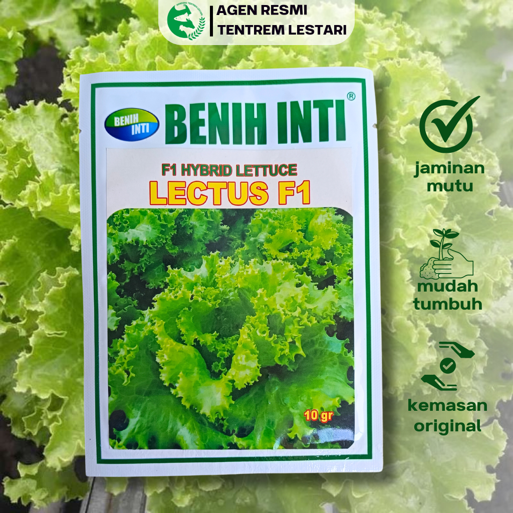 Jual Benih Selada F1 Hybrid Lettuce LECTUS F1 10 gram Cap BENIH INTI ...