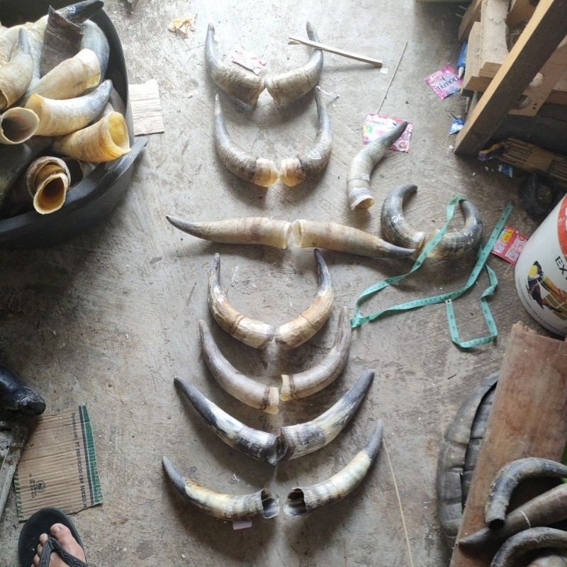 Jual tanduk sapi pasangan 26-29 cm cocok untuk bantengan/pajangan ...