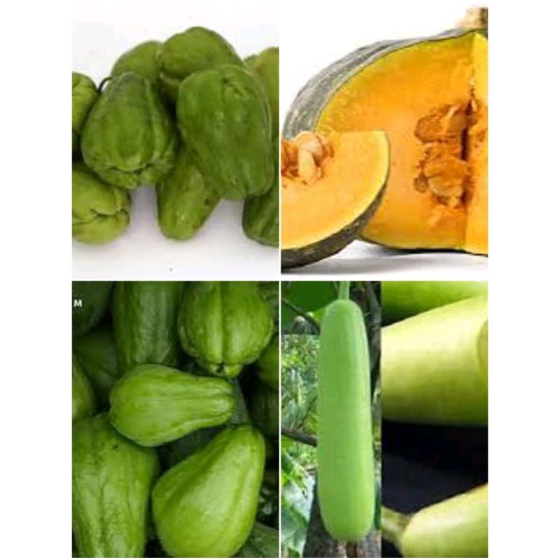 Jual Labu siam besar, labu siam kecil, labu acar, labu kuning, labu air ...