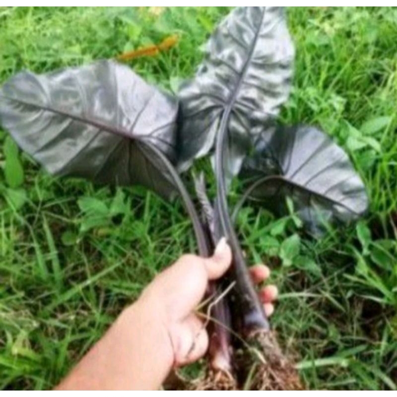 Jual Bibit Talas Hitam,Talas Jawa,Sente | Shopee Indonesia