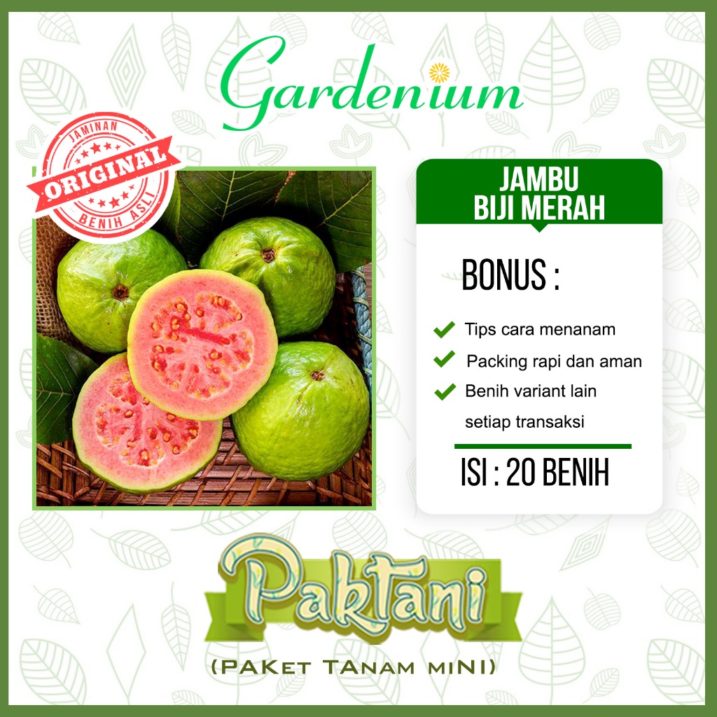 Jual 20 Benih Jambu Biji Merah Bangkok Unggul Paktani | Shopee Indonesia