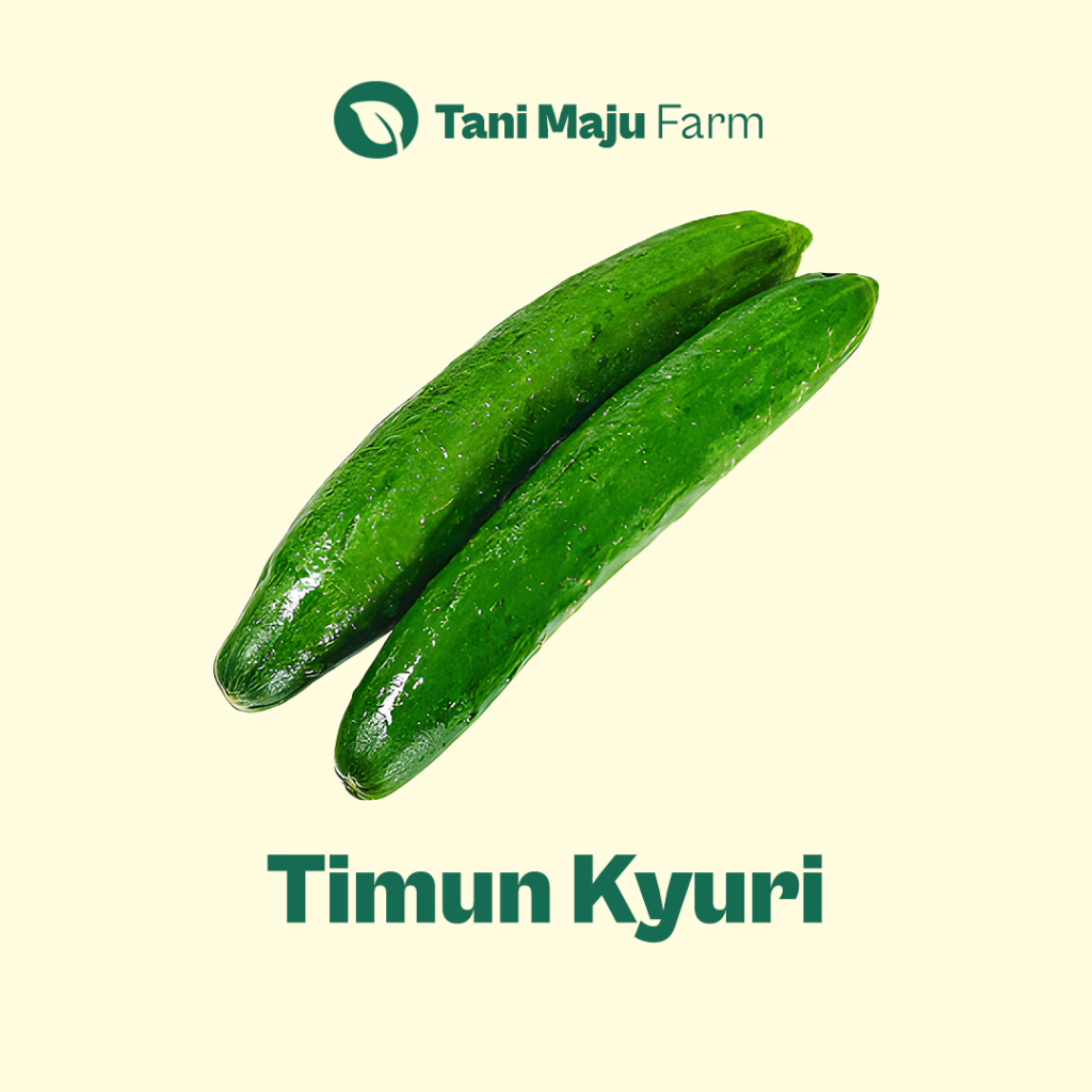 Jual TANI MAJU - Timun Kyuri Timun Jepang Japanese Kyuri Cucumber Fresh Organik (1 pcs ...