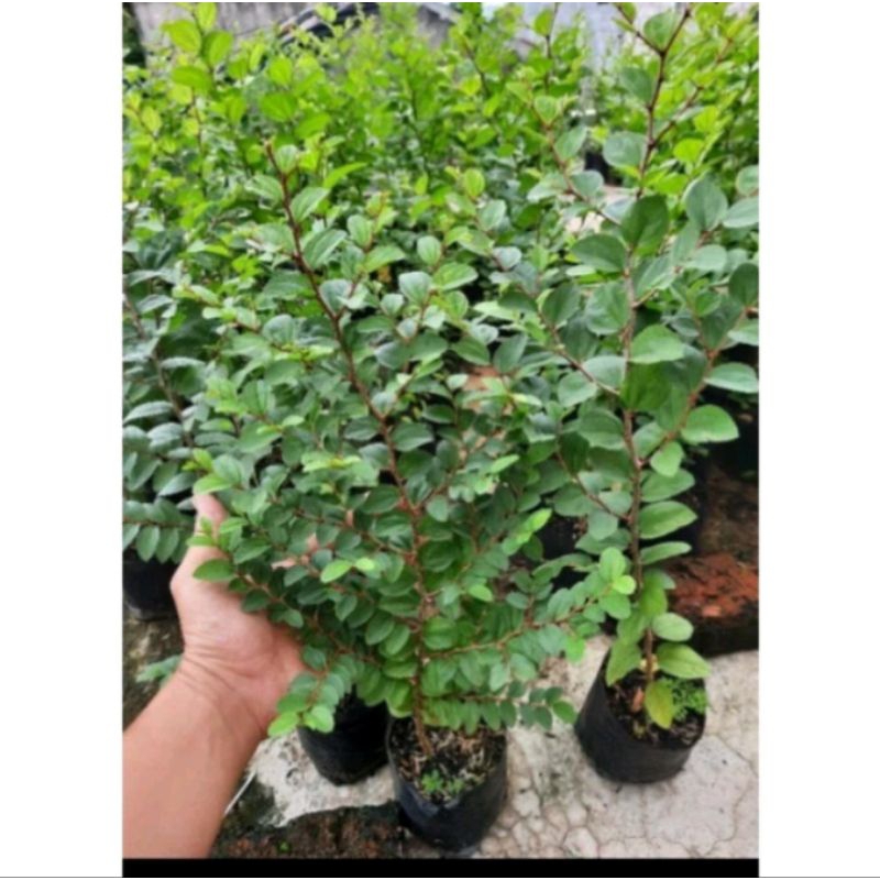 Jual tanaman Bidara Arab asli 50cm | Shopee Indonesia