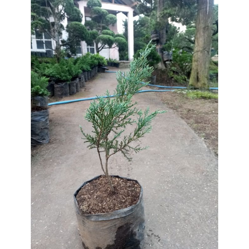 Jual Tanaman Hias Cemara Silver - Pohon Cemara Biru Langit | Shopee ...