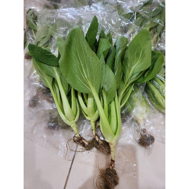 Jual pakcoy hidroponik | Shopee Indonesia