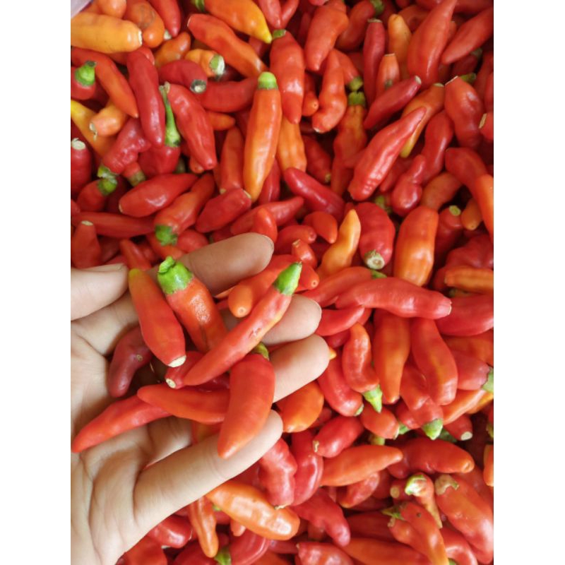 Jual Cabe merah sret/cabai rawit merah Fresh 1 kg langsung dari petani ...