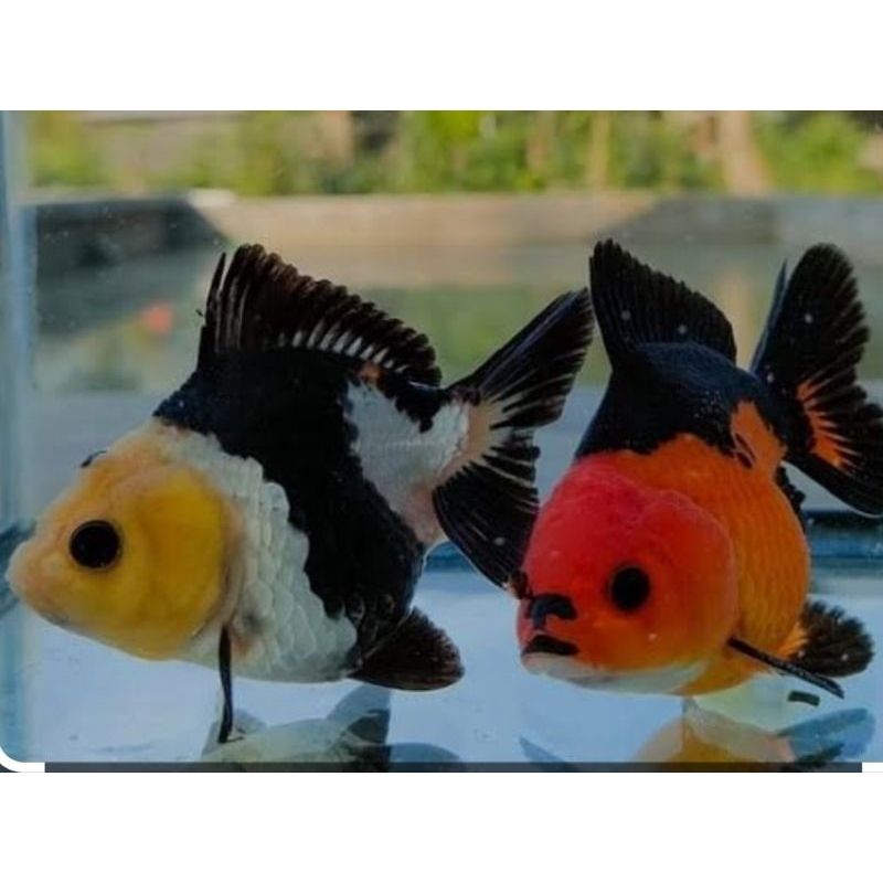 Jual ikan koki panda tricolor | Shopee Indonesia