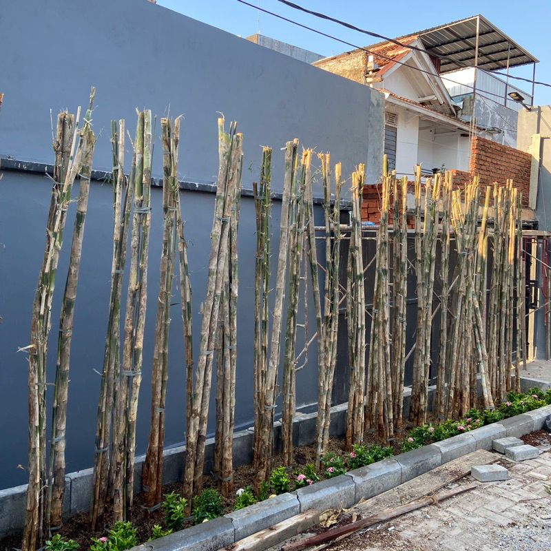 Jual Pohon Bambu Jepang - Tanaman Hias Bambu Jepang tinggi 2 meter ...