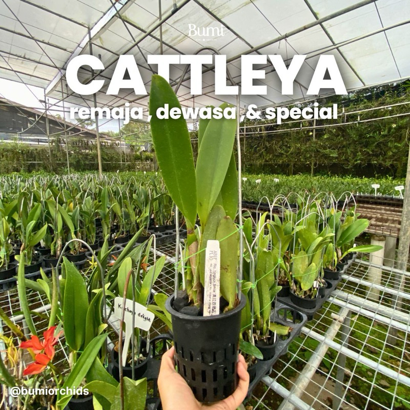 Jual BUMI ORCHIDS Anggrek CATTLEYA TAIWAN remaja / dewasa (sudah ...
