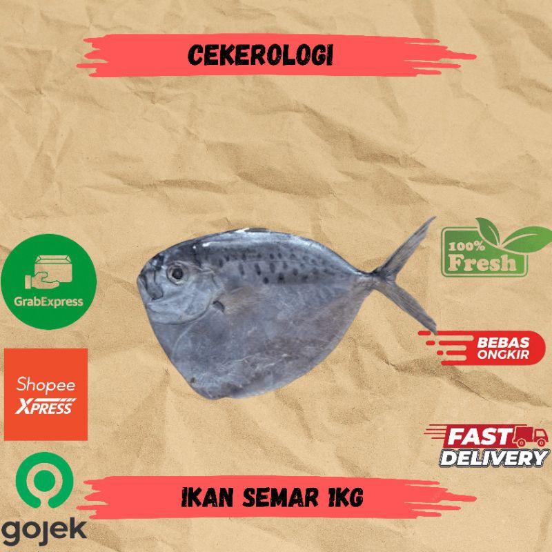 Jual Ikan Semar 1kg / Ikan Semar / Ikan Semar Fresh Berkualitas / Ikan ...
