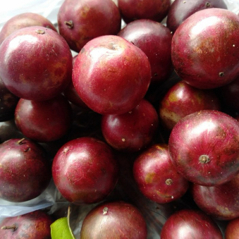 Jual BUAH RUKAM 500gr ATAU BUAH RUKEN JADUL JAWA MANUS ASEM ANGGUR JAWA ...