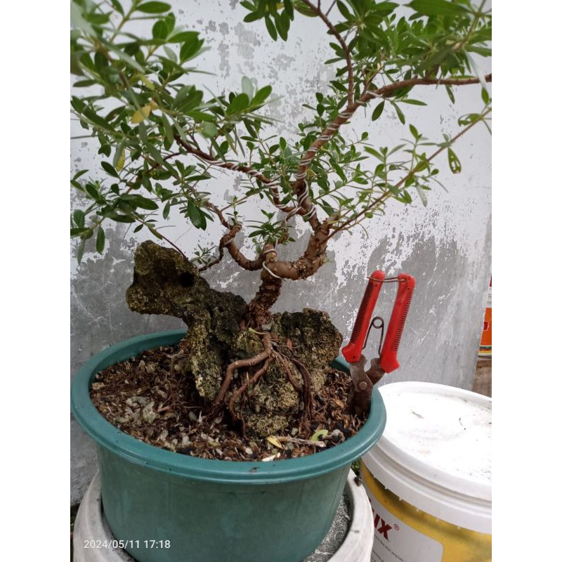 Jual Bahan Bonsai Santigi OTR | Shopee Indonesia