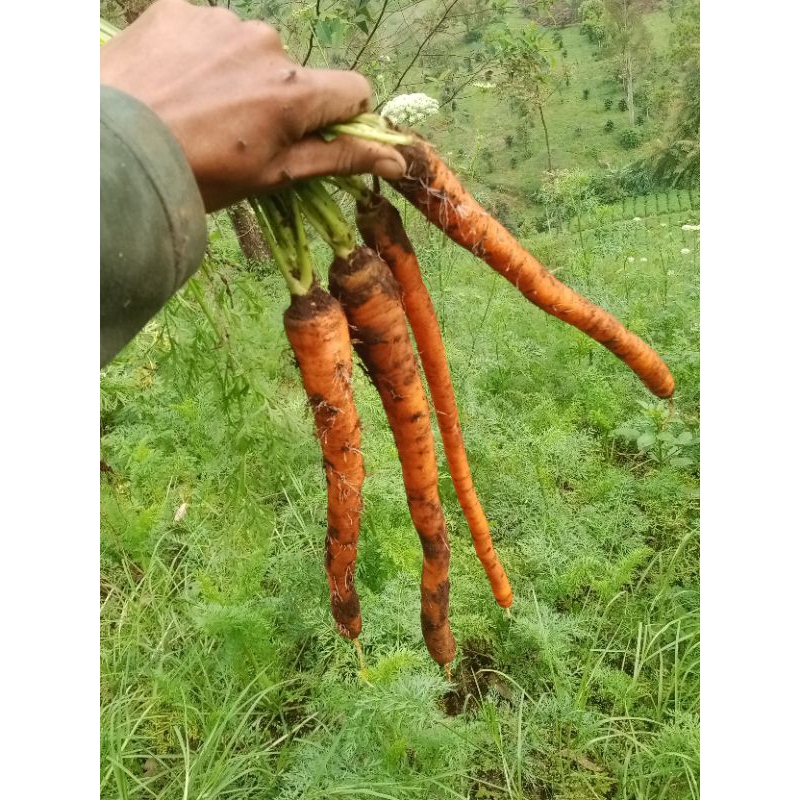 Jual BENIH WORTEL LOKAL SUPER ISI 1 LITER | Shopee Indonesia