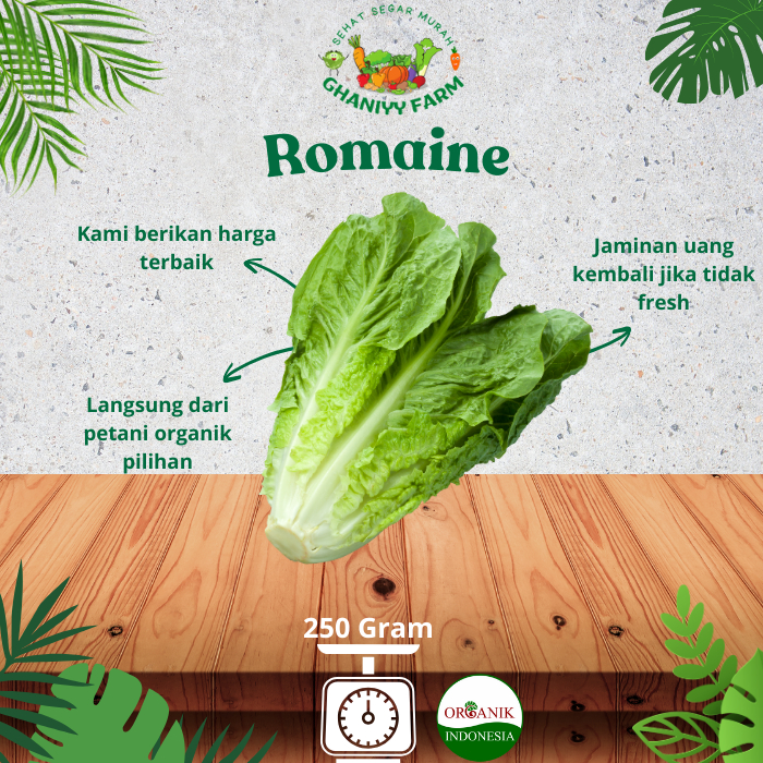 Jual Sayur Organik Lettuce Selada Romaine Sehat Murah Fresh Segar Sumber Vitamin K Rendah Kalori ...